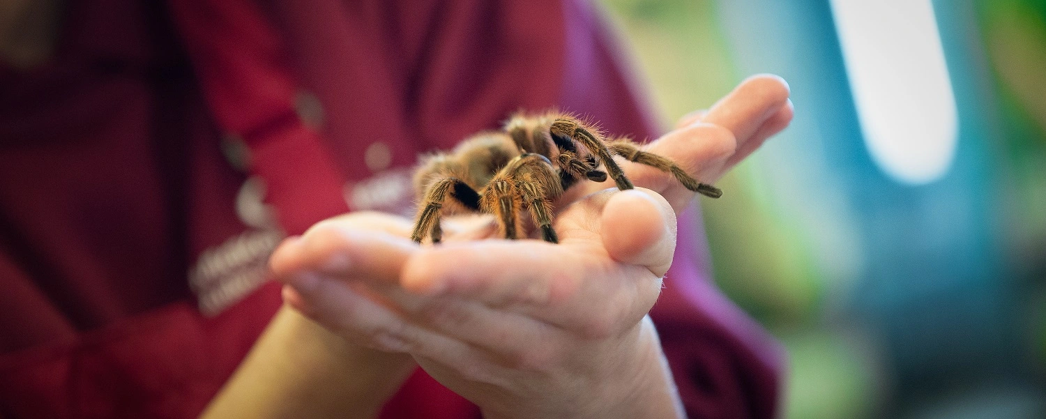 Level 3 in Animal Management | MidKent College